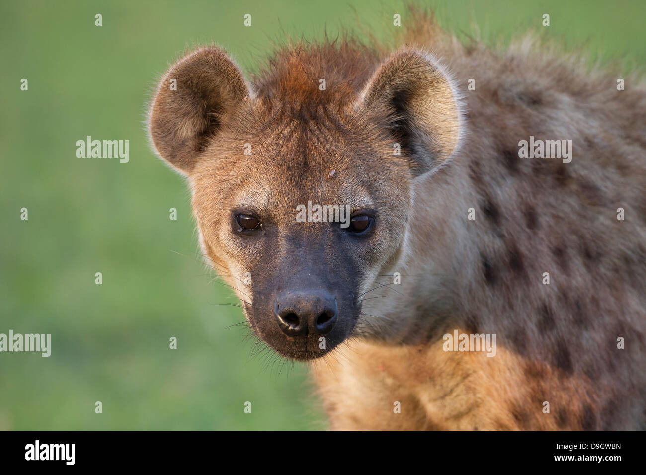 Hyena close up portrait, Masai Mara, Kenya Stock Photo - Alamy