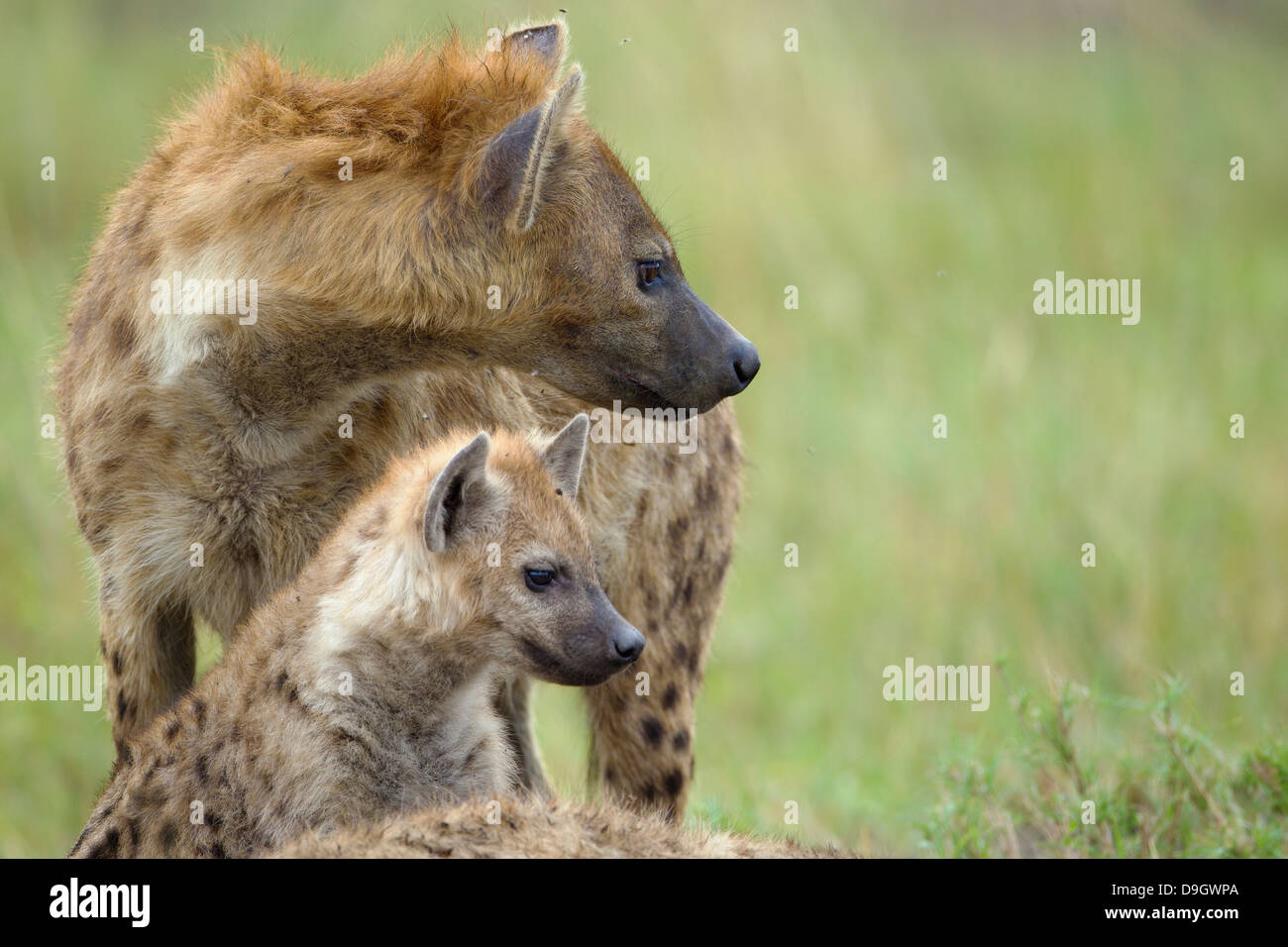 Hyena mother with a cub close-up, Masai Mara, Kenya Stock Photo - Alamy