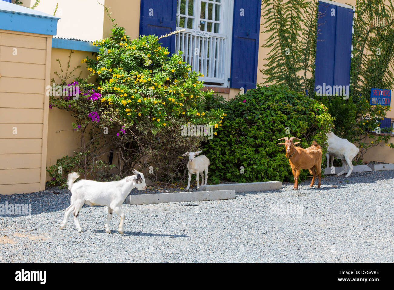 Goats on the road on the Caribbean Island of St John in the US Virgin ...