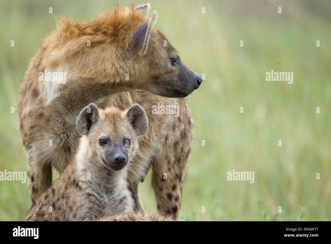 Hyena mother with a cub close-up, Masai Mara, Kenya Stock Photo - Alamy