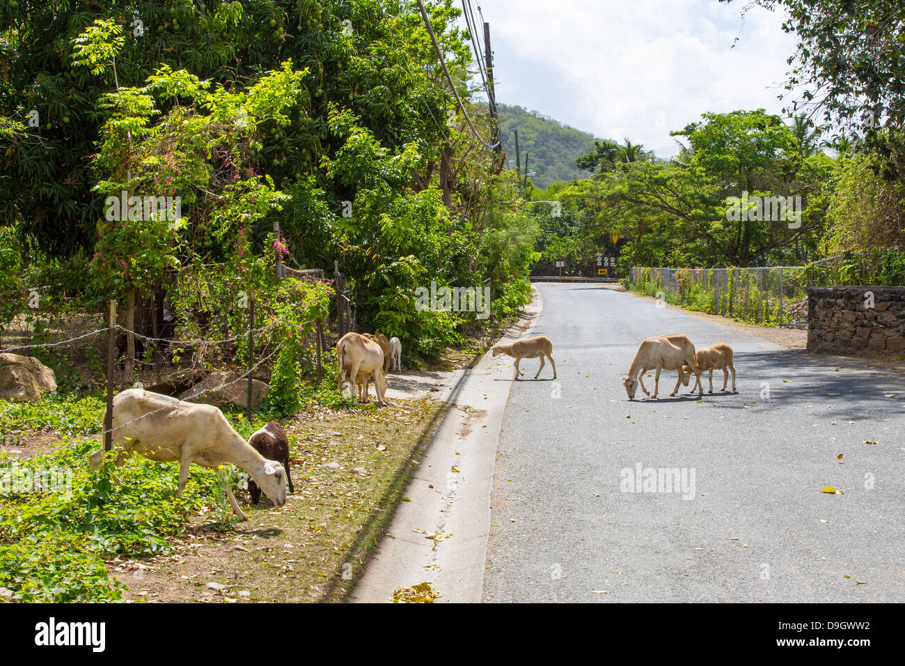 Goats on the road on the Caribbean Island of St John in the US Virgin ...