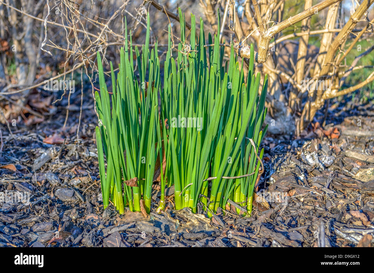 Daffodil shoots hi-res stock photography and images - Alamy