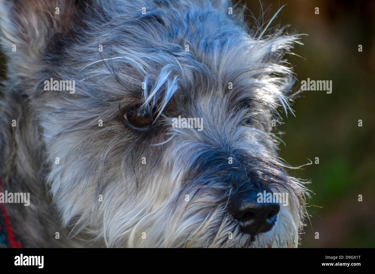 Are Schnauzers Hunting Dogs