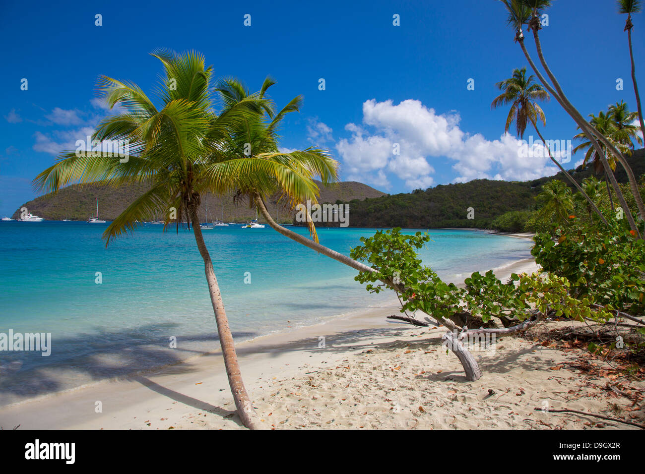 Palm trees on Maho Bay Beach on the Caribbean Island of St John in the ...
