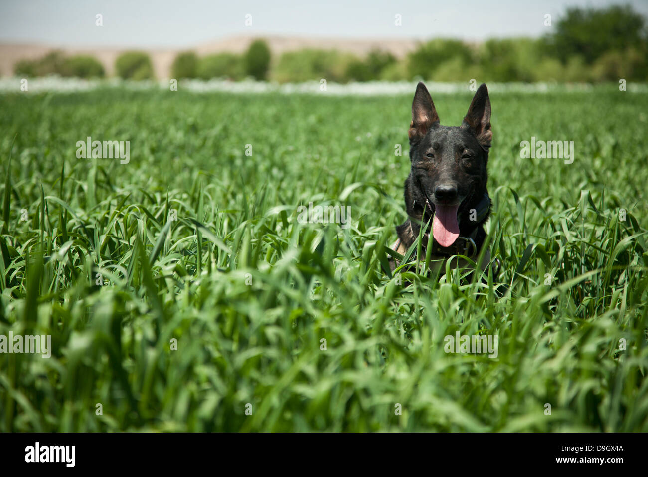 Military working dogs hi-res stock photography and images - Alamy