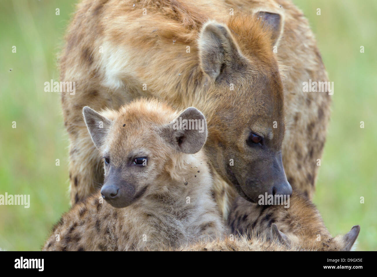 Hyena mother with a cub close-up, Masai Mara, Kenya Stock Photo - Alamy