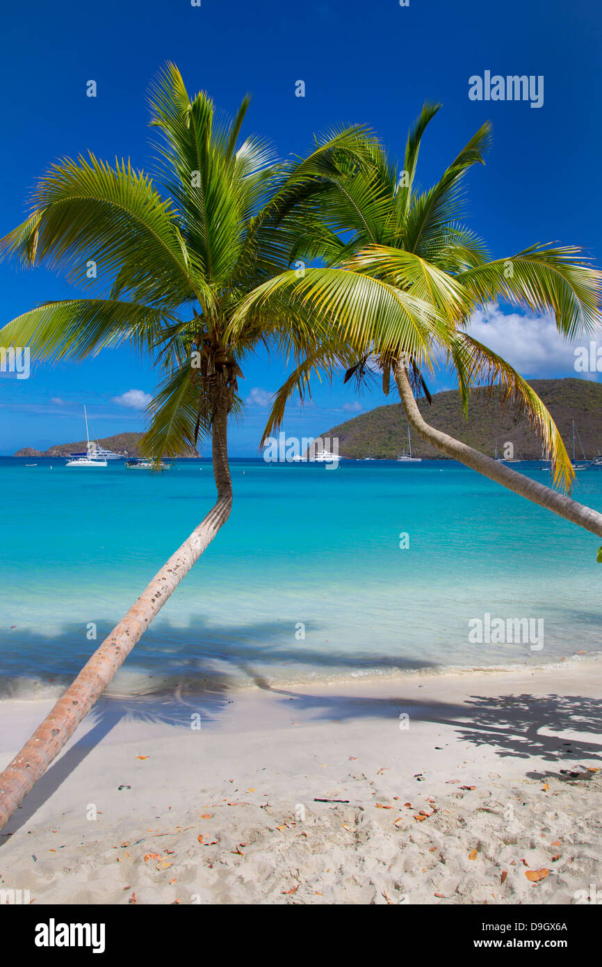 Palm trees on Maho Bay Beach on the Caribbean Island of St John in the ...