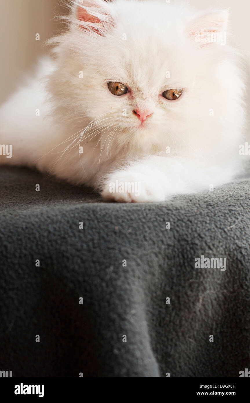Cute adorable kitten hi-res stock photography and images - Alamy