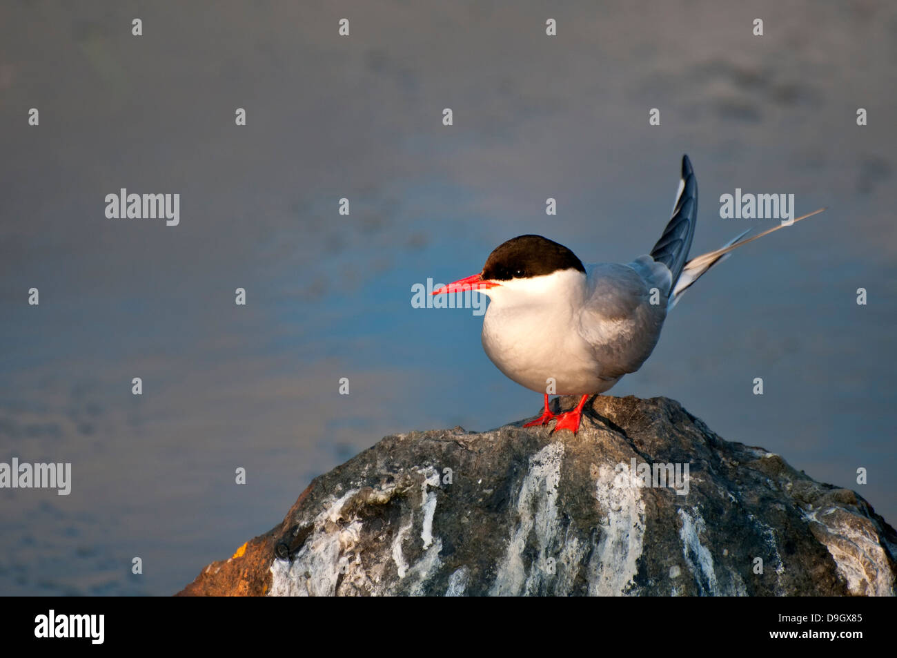 Arctic tern on rock Stock Photo - Alamy