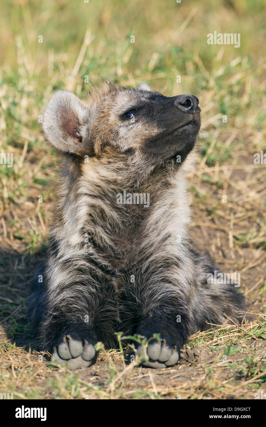 Hyena cub close-up, Masai Mara, Kenya Stock Photo - Alamy