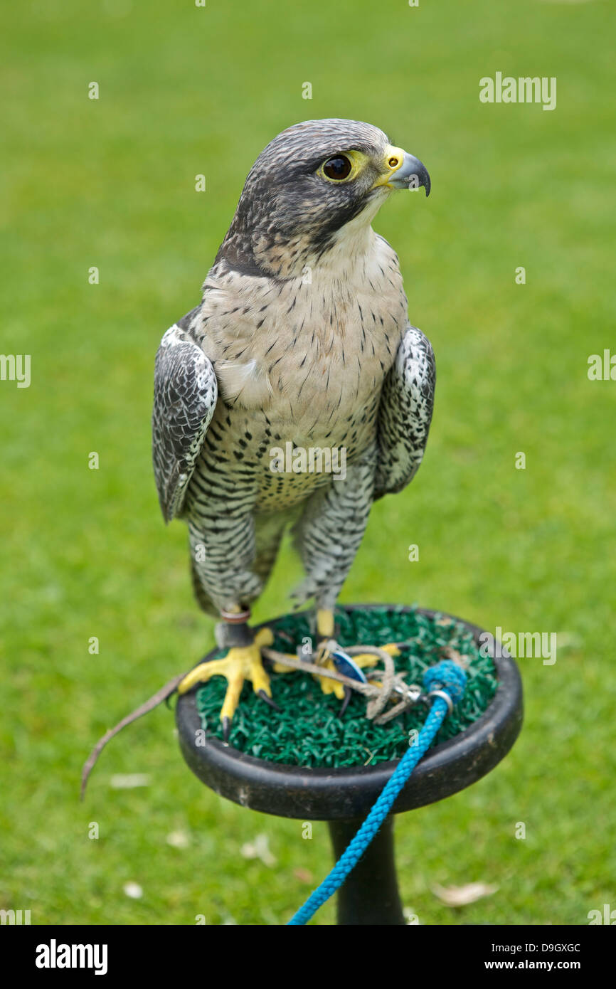 Falcon Hybrid Stock Photos & Falcon Hybrid Stock Images - Alamy