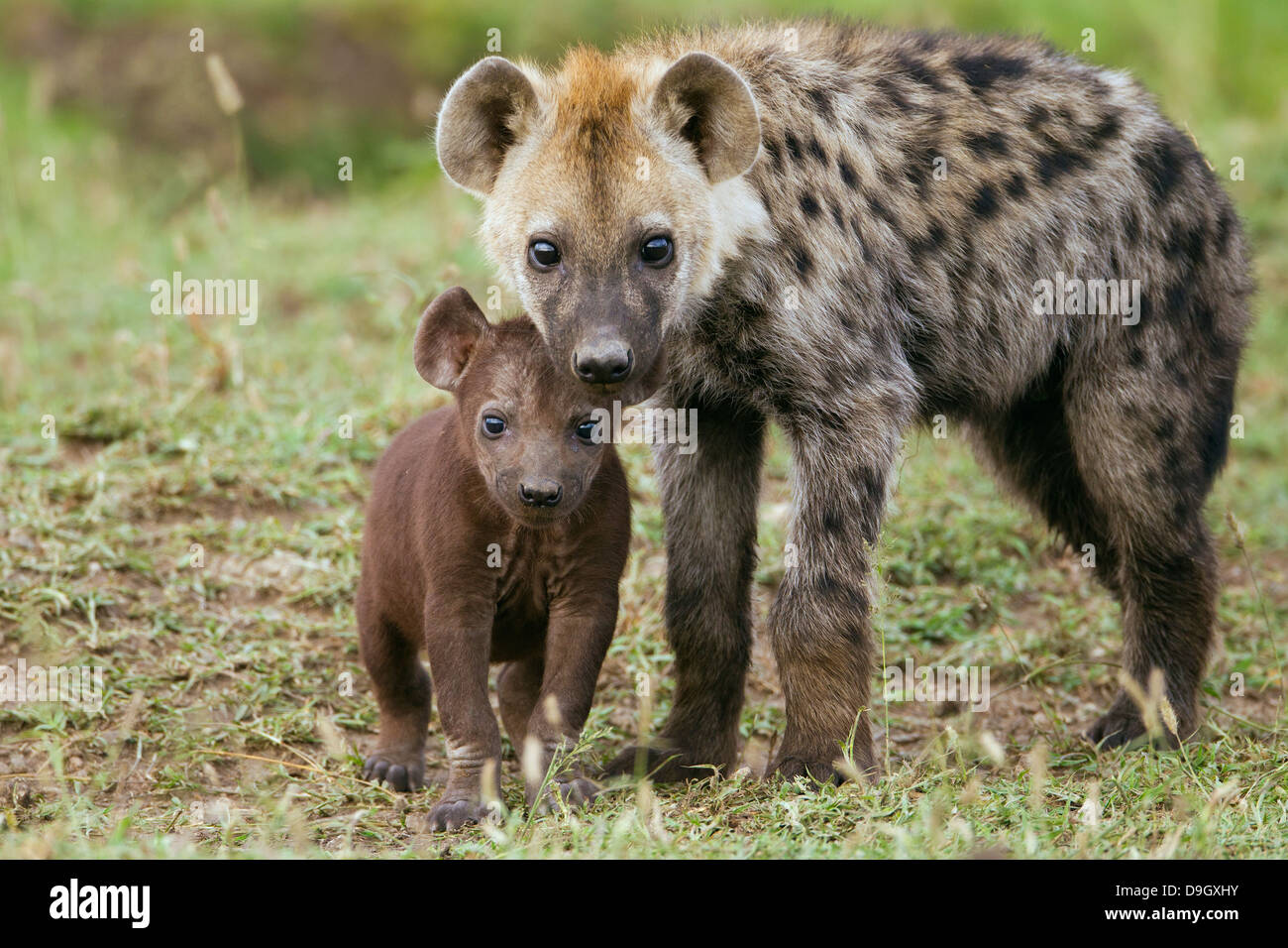 Hyena cubs hi-res stock photography and images - Alamy
