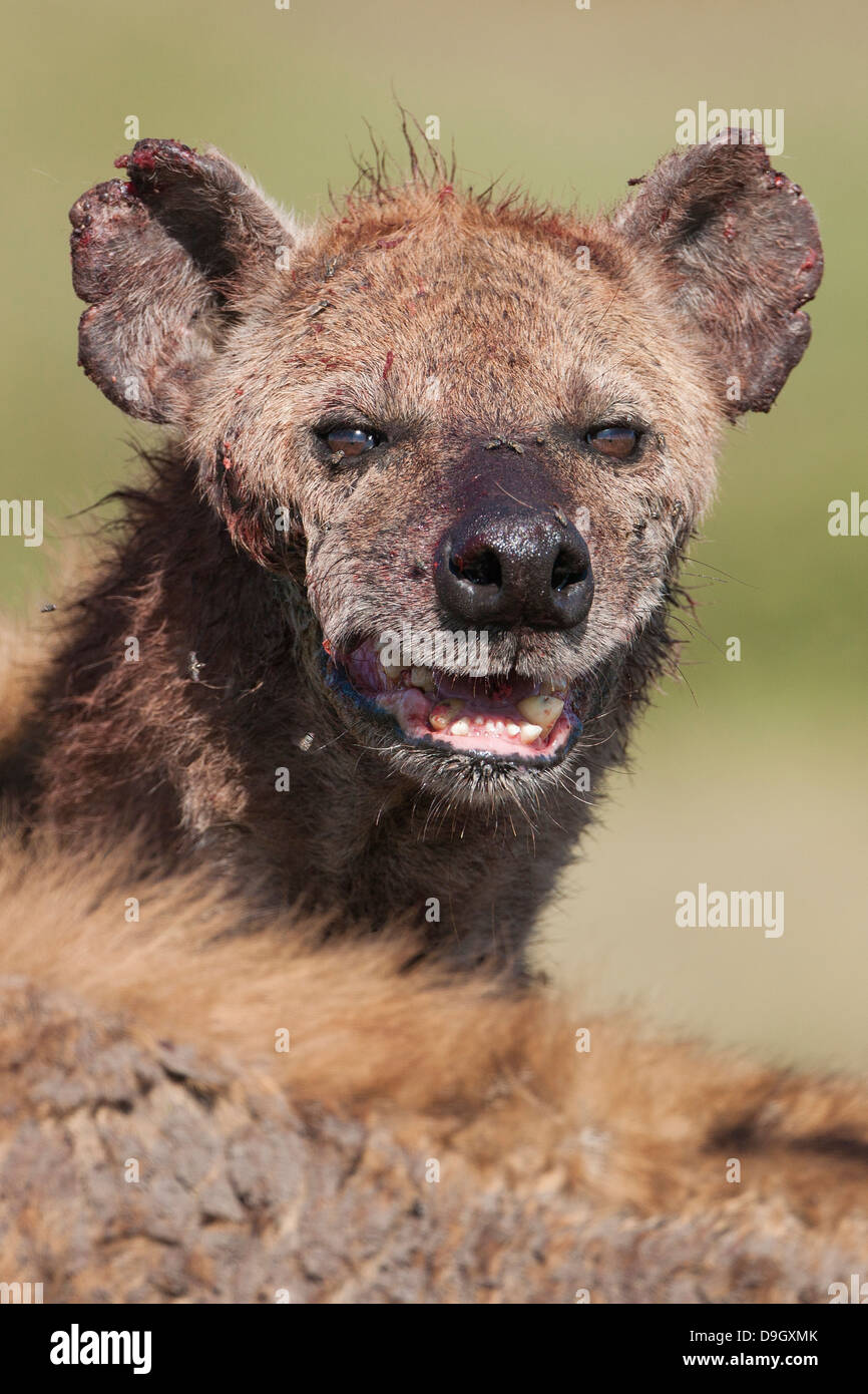 Hyena close up portrait, Serengeti, Tanzania Stock Photo - Alamy