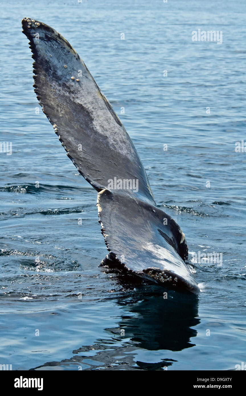 Humpback whale tail hi-res stock photography and images - Alamy
