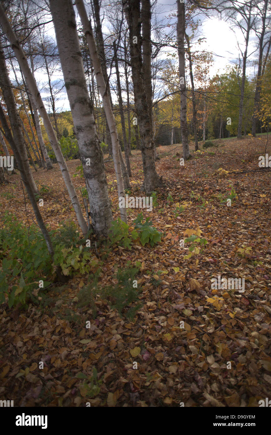 Trees losing their leaves during the fall season In New Brunswick Stock ...