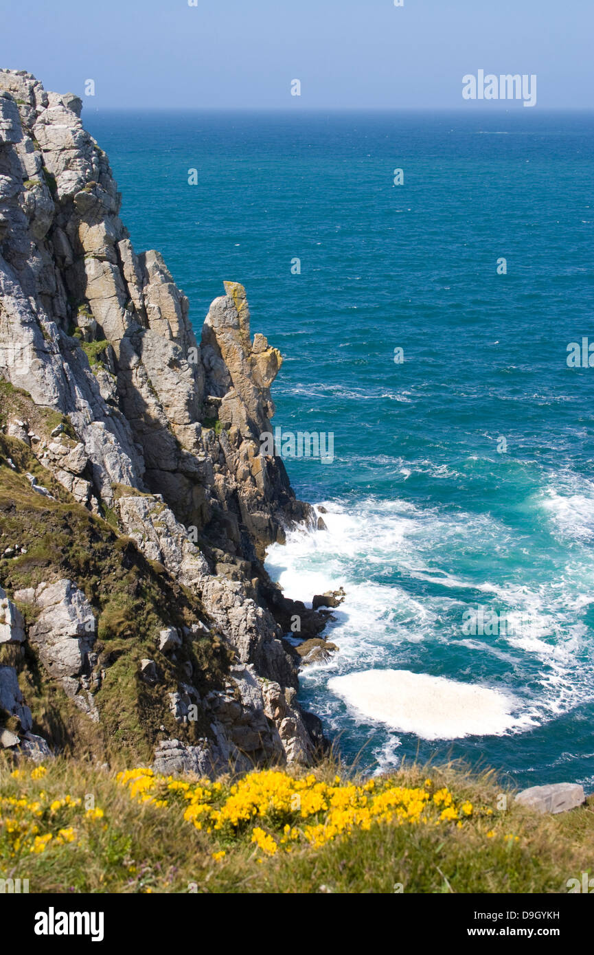 yellow common gorse above the sea at Point Penhir, France Stock Photo ...