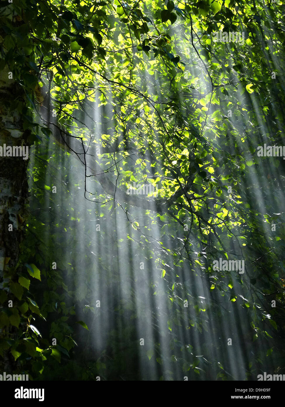 Sunbeams filtering through trees in a forest, creating a serene and ...