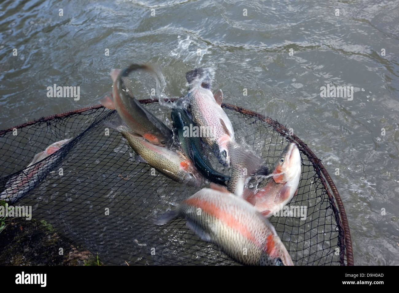 Fish breeding center hi-res stock photography and images - Alamy