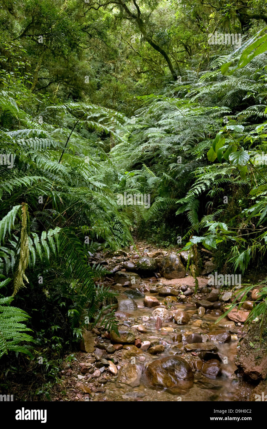 Vegetation corridor hi-res stock photography and images - Alamy