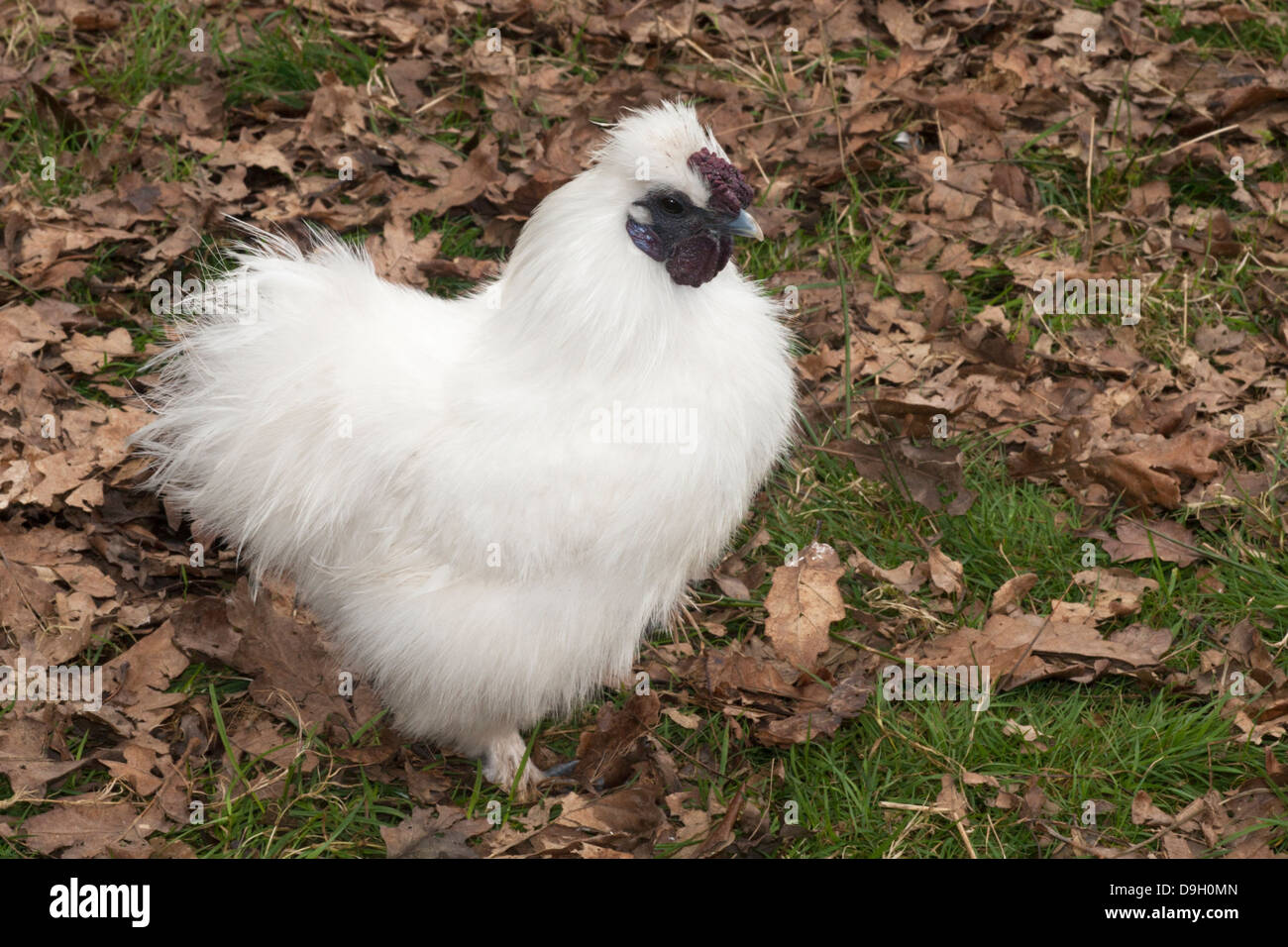 Silky Rooster High Resolution Stock Photography and Images - Alamy
