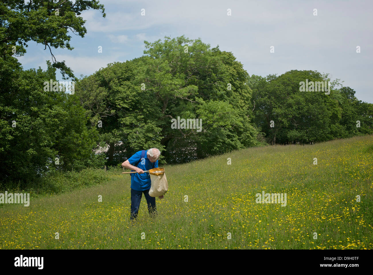 Senior man hunting bugs with a net, at Grubbins Wood, near Arnside ...