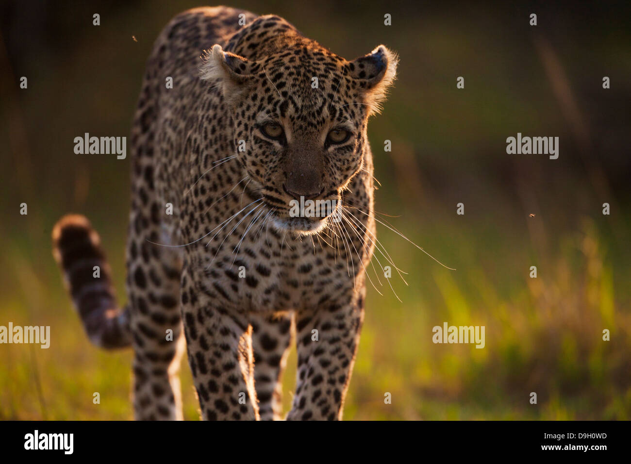Leopard sunset hi-res stock photography and images - Alamy