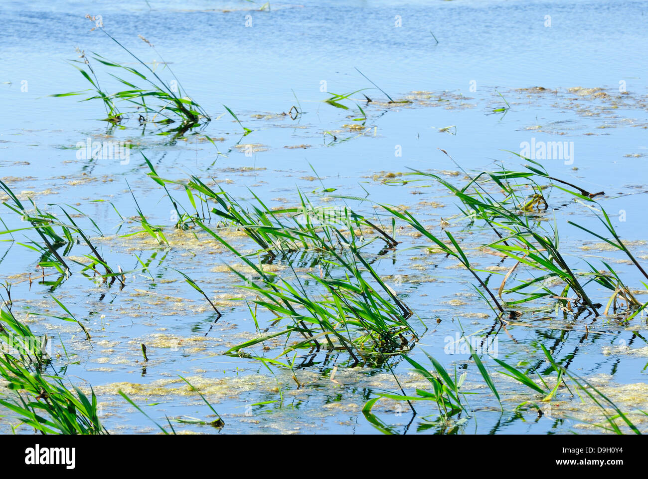 Pond abstract hi-res stock photography and images - Alamy
