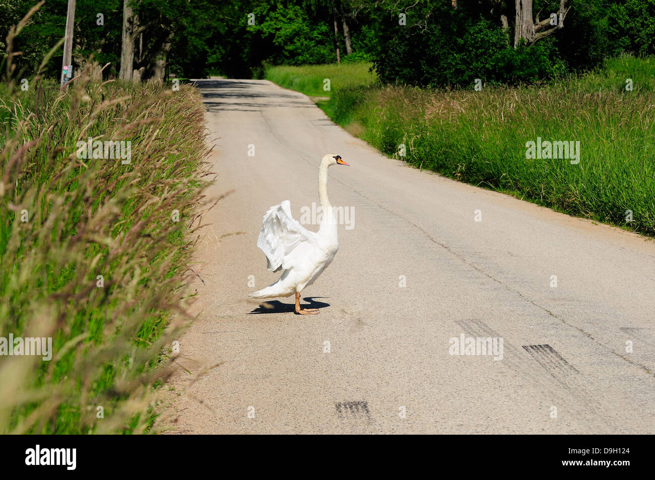 Mute swan crossing country road Stock Photo - Alamy
