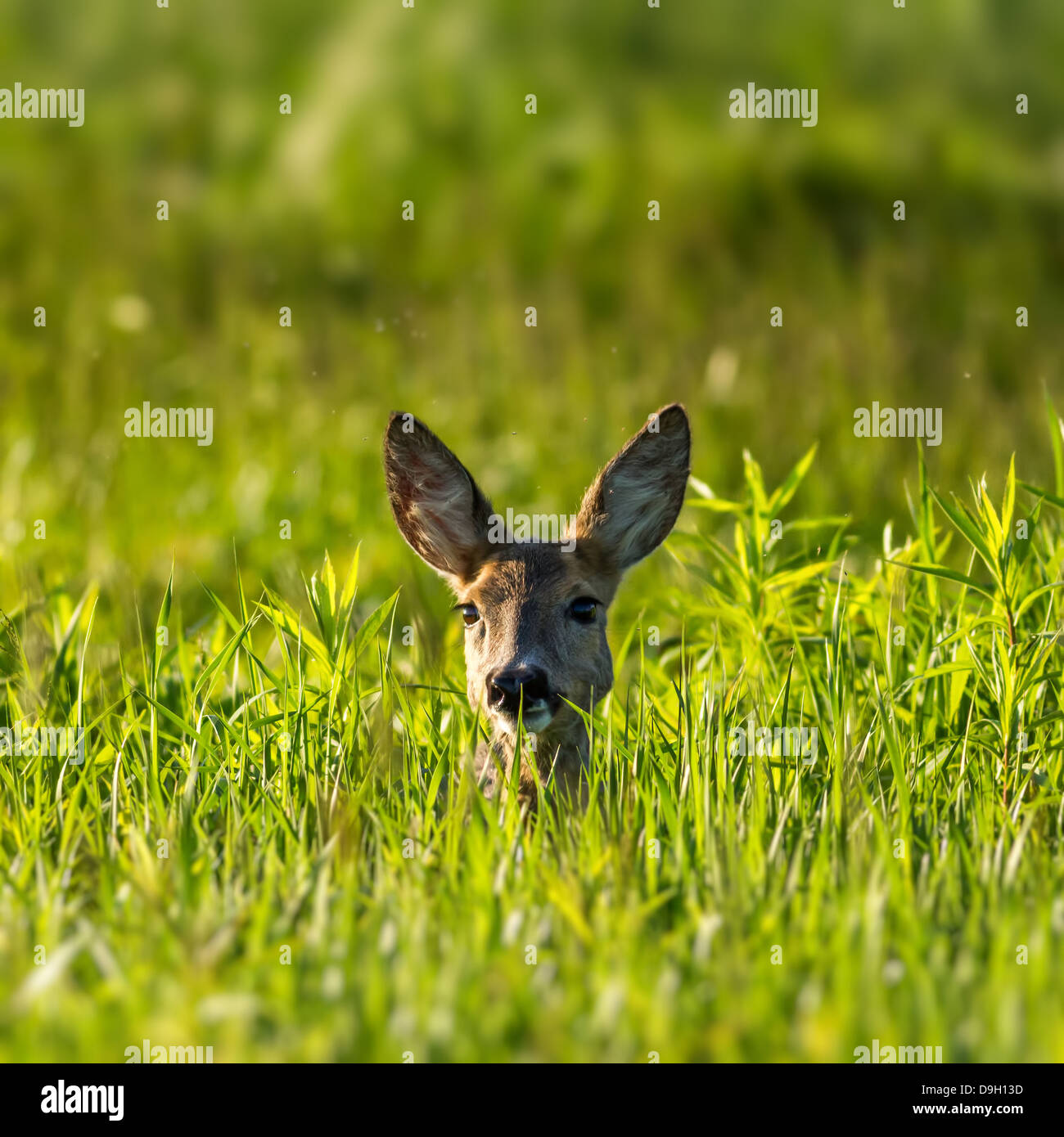 Young roe observed something Stock Photo - Alamy