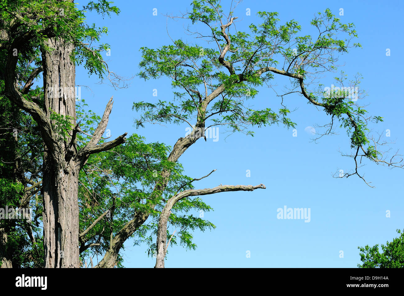 Crooked tree branch hi-res stock photography and images - Alamy