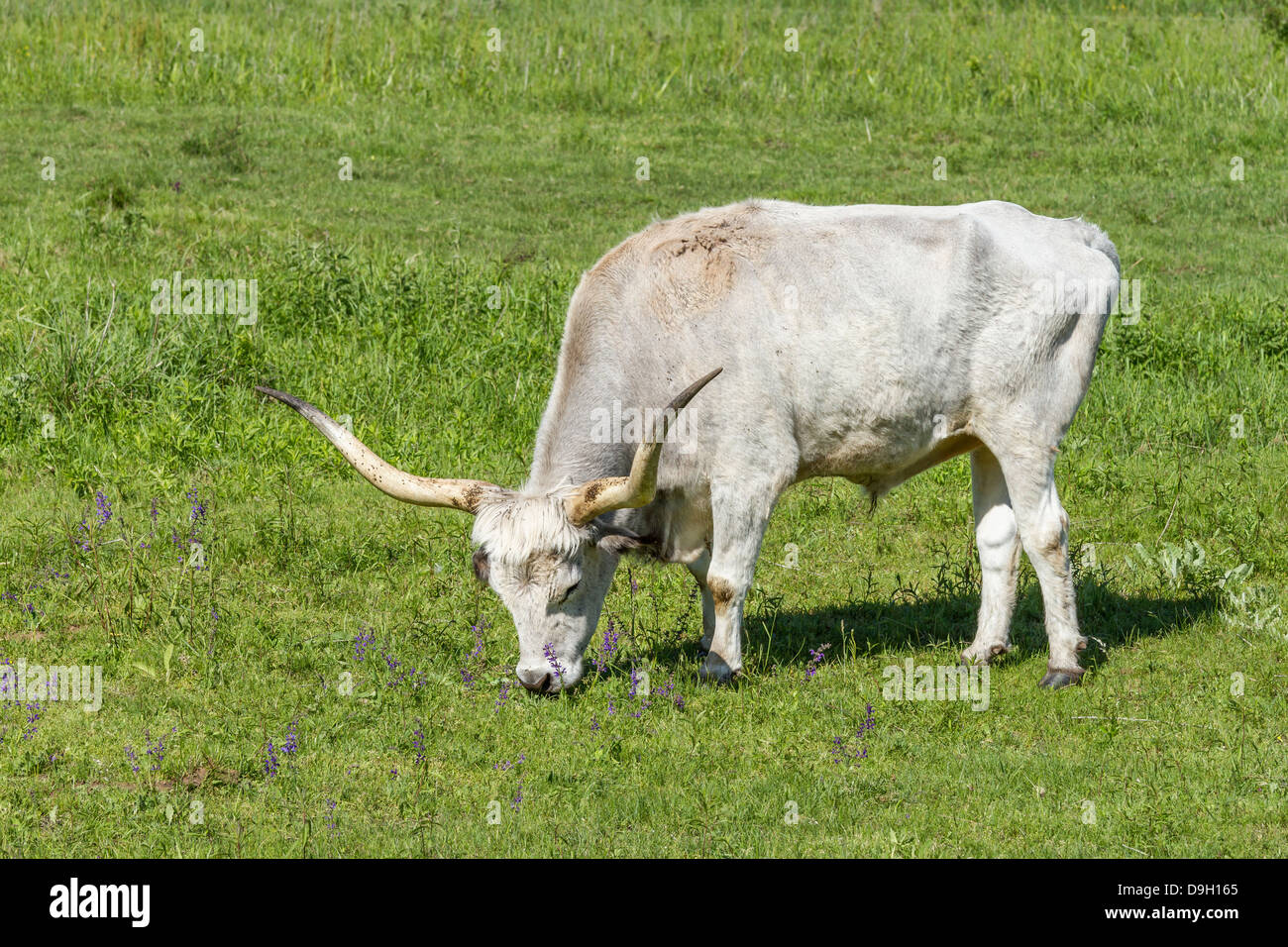 Beautiful hungarian grey bull in the field Stock Photo - Alamy