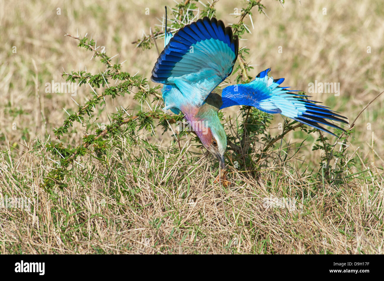 Lilac Breasted Roller, Corcias caudata, catching an insect, Masai Mara ...