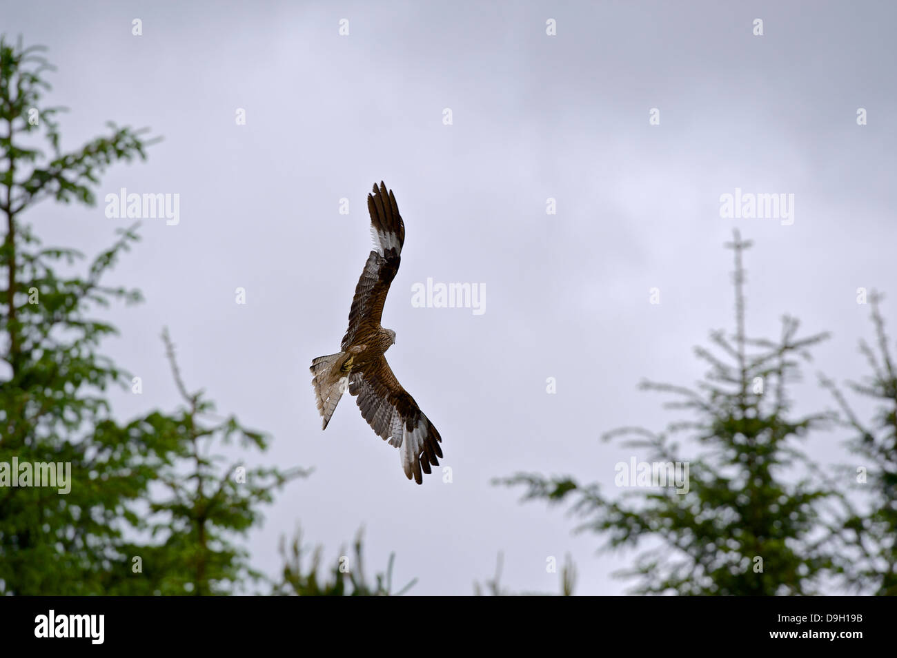 An airborne Red Kite (Milvus milvus) a raptor bird of prey banks over ...