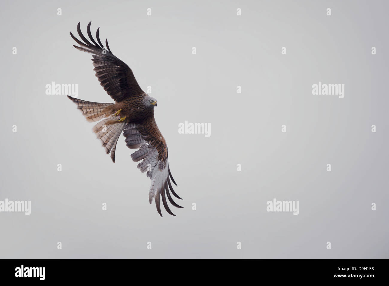 A raptor bird of prey Red Kite (Milvus milvus) in flight with wings ...