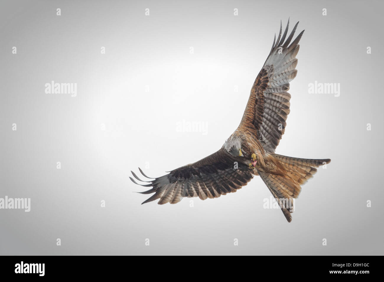 A Red Kite (Milvus milvus) a raptor bird of prey feeds on the wing. A ...