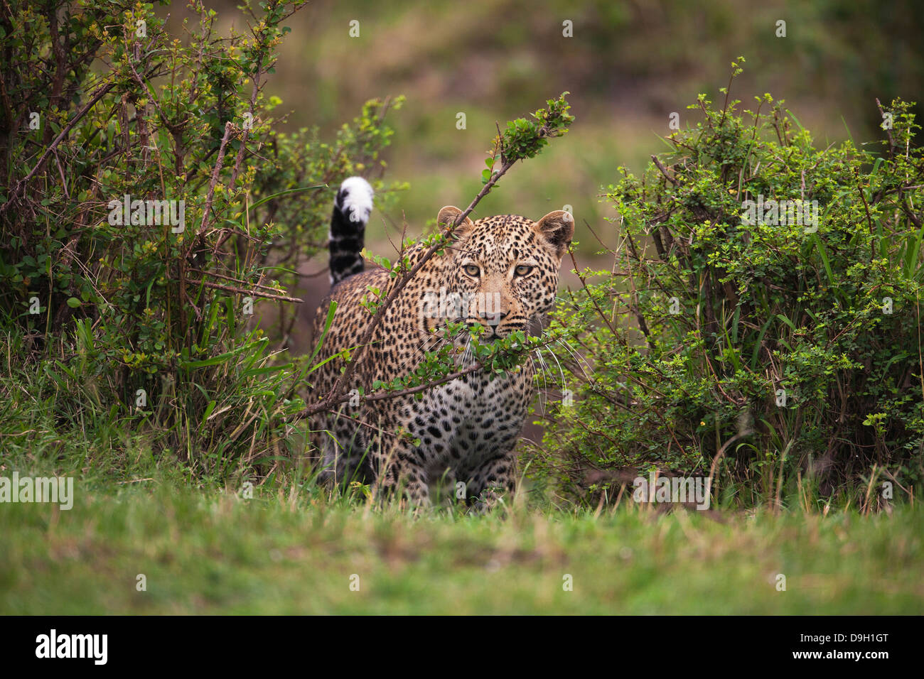 Leopard at Talek River, Masai Mara, Kenya Stock Photo - Alamy