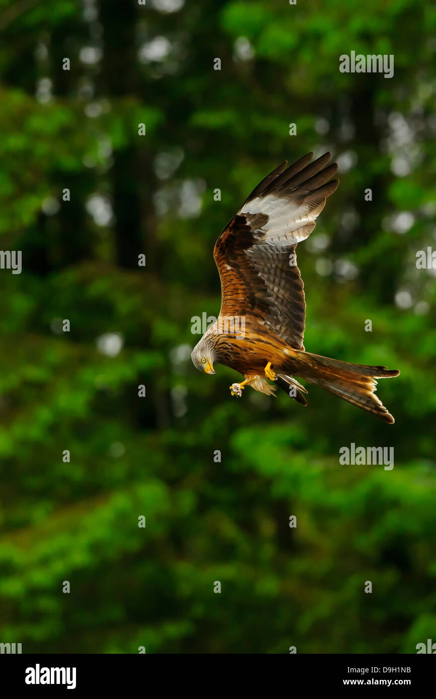 A Red Kite (Milvus milvus) a raptor in flight eats on the wing in front ...