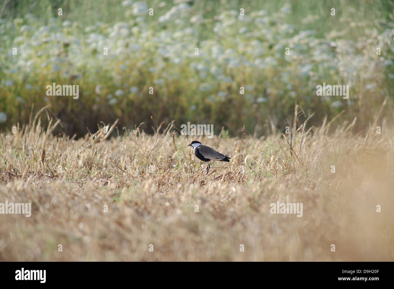 Zoom bird hi-res stock photography and images - Alamy