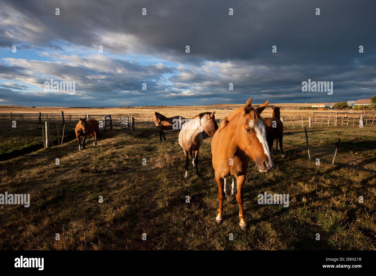 Argentina natives in ranch stag hi-res stock photography and images - Alamy