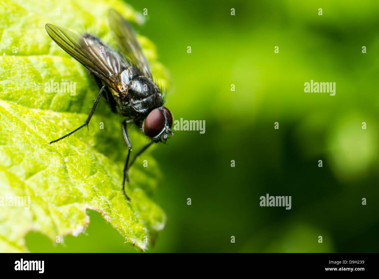 Portrait of a fly Stock Photo - Alamy