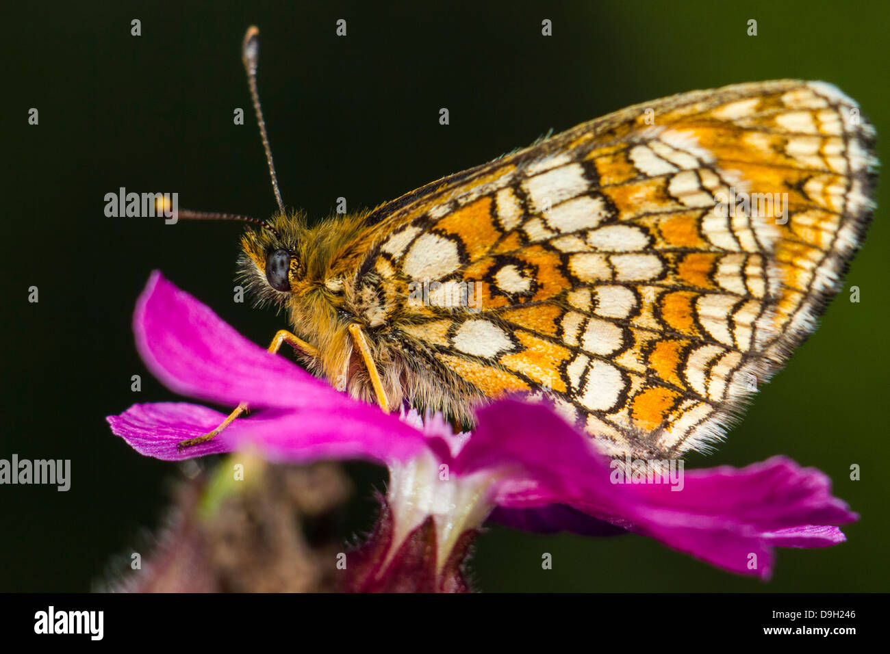 Portrait of a butterfly Stock Photo - Alamy