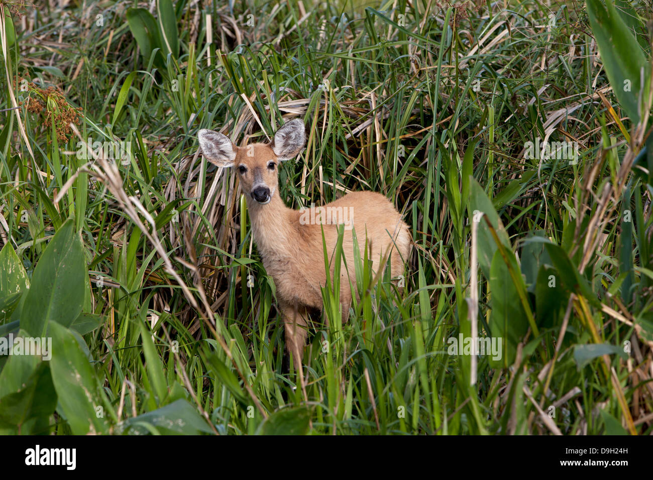Female swamp deer. Today it is reduced to small populations in areas of ...