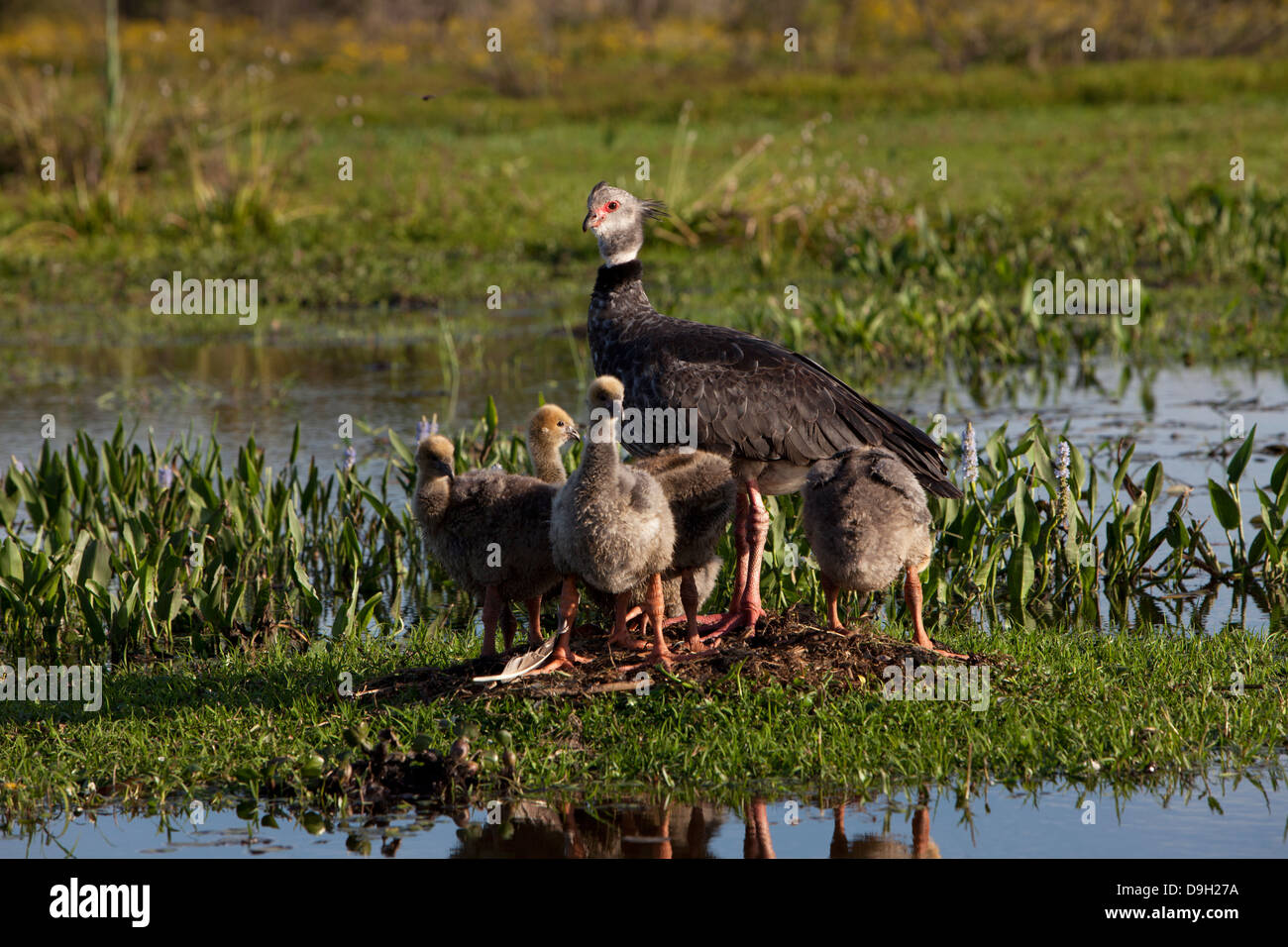 The chaja is a species of bird that inhabits much of southern and ...