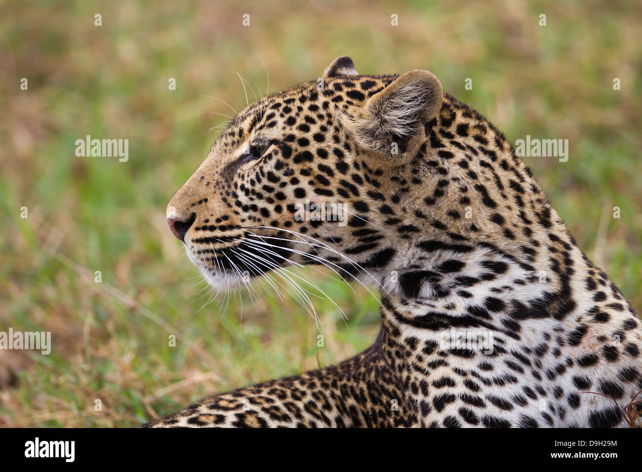 Leopard face close up hi-res stock photography and images - Alamy