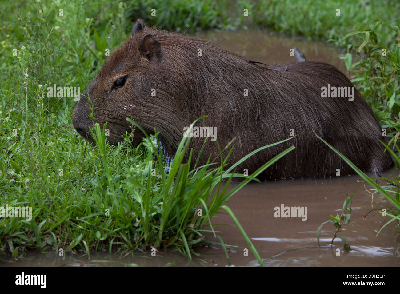 Capybara Size