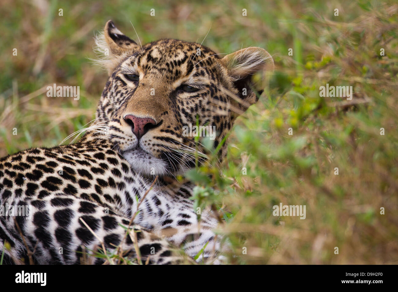 Leopard face close up hi-res stock photography and images - Alamy