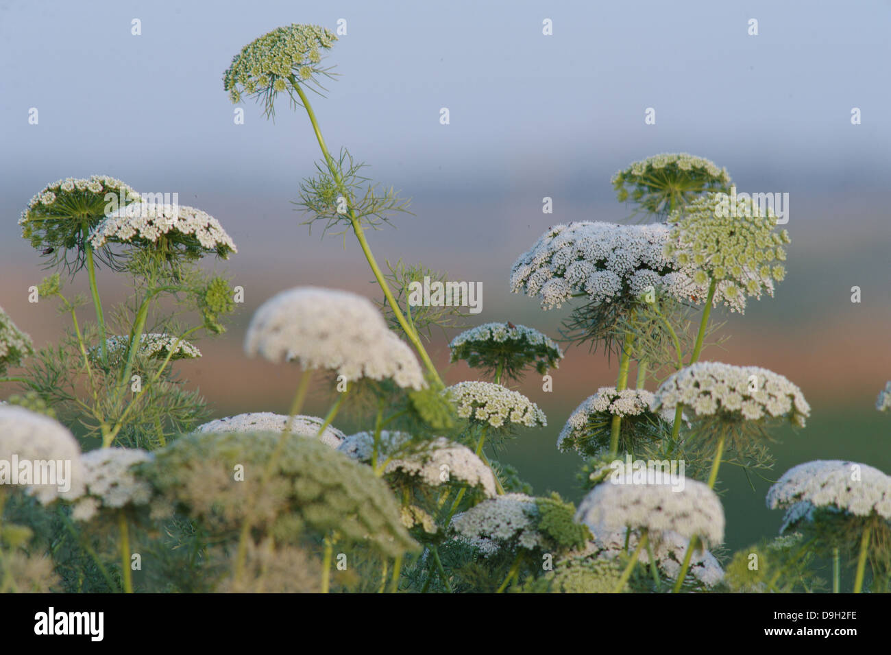 Flower sapling hi-res stock photography and images - Alamy