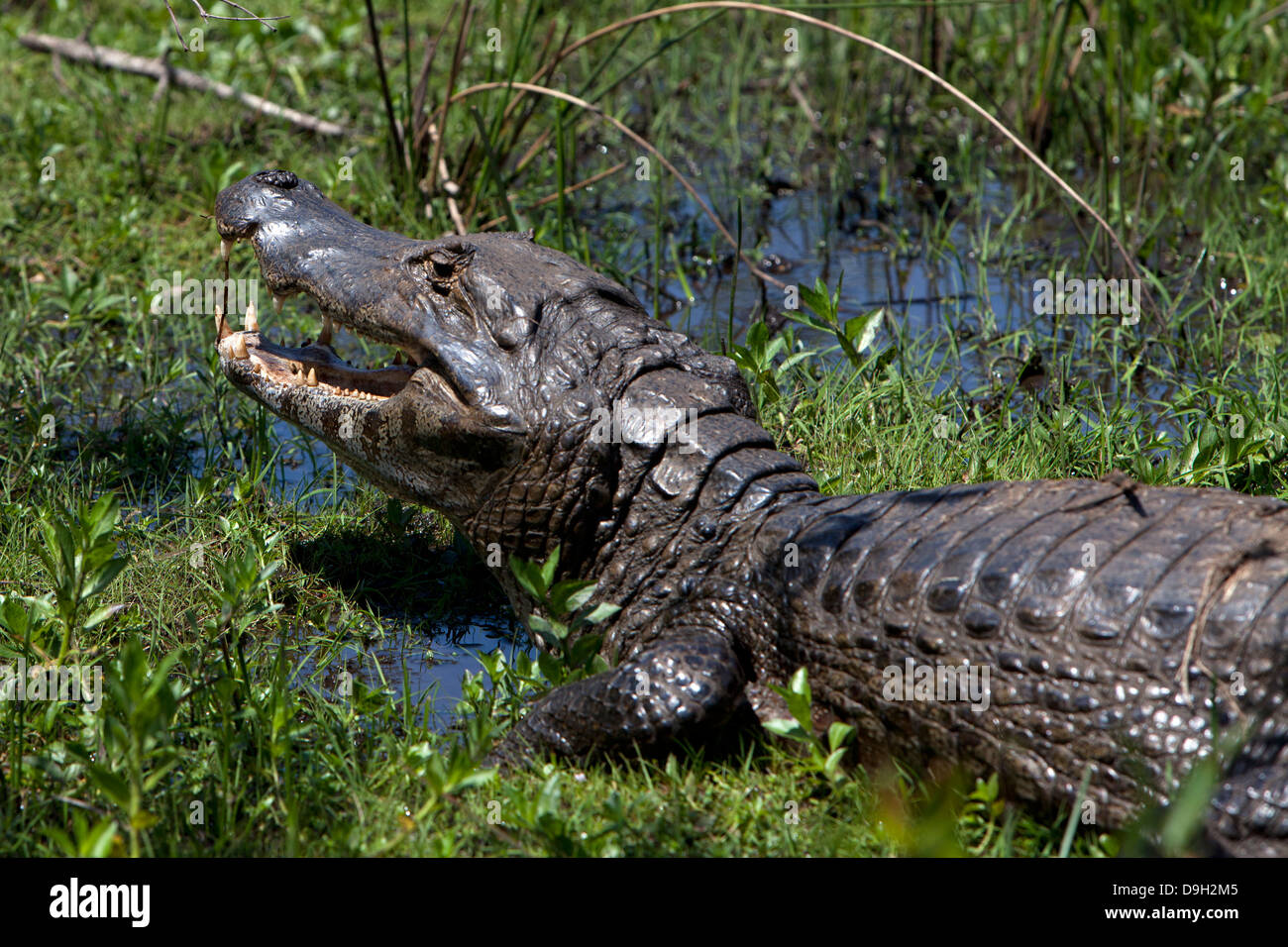 Cayman yacare. is an alligator endemic to tropical and subtropical ...