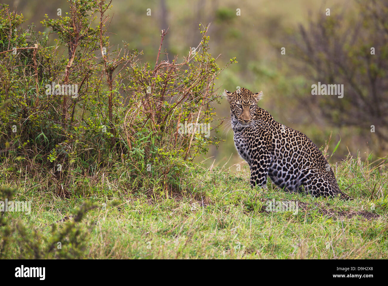 Leopard at Talek River, Masai Mara, Kenya Stock Photo - Alamy
