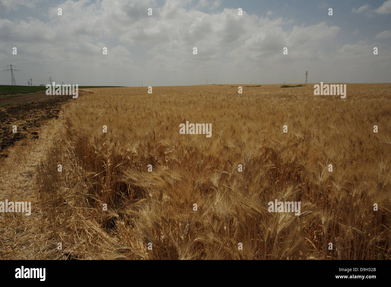 field farm large area of wheat Stock Photo - Alamy